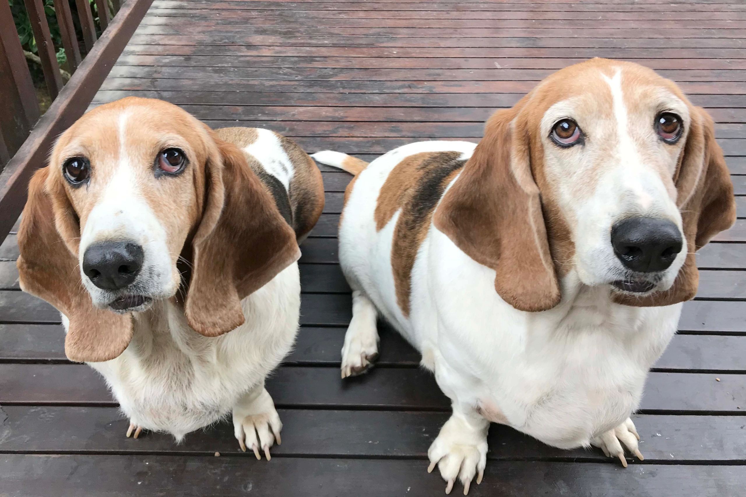 Good Dawg Training - Private Dog Training, Positive Reinforcement